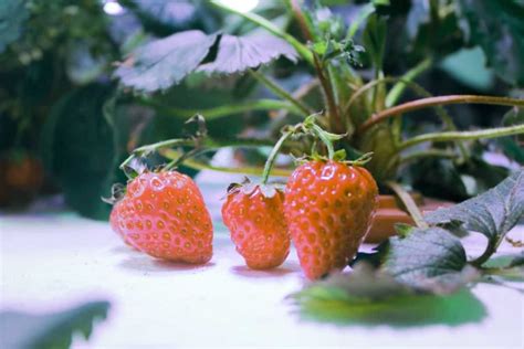 How To Start Hydroponic Farminggardening From Scratch In India A Step