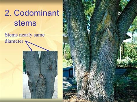 Treestructure