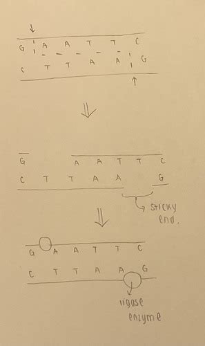 Topic 21 Recombinant DNA Technology Flashcards Quizlet