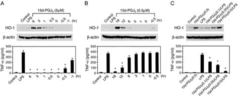 Effects Of 15d Pgj 2 At High And Low Micromolar Concentrations On
