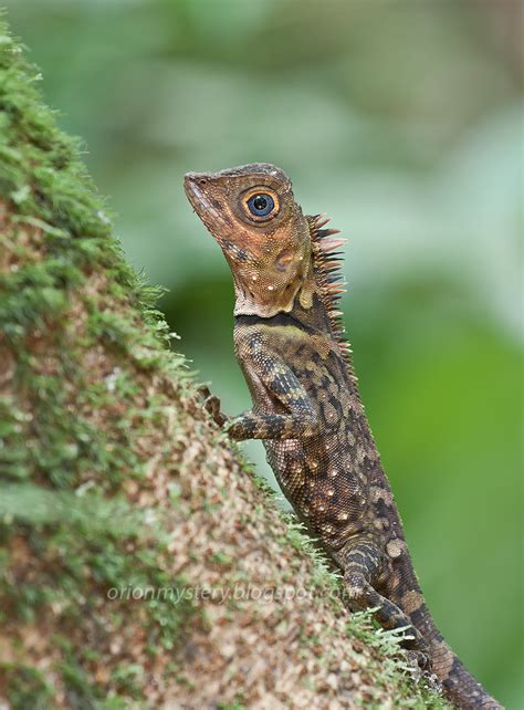 Beautiful Lizards Of Borneo Macro And Still Life Photography Forum