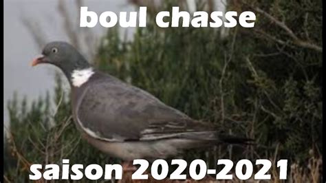 Chasse Aux Pigeon Ramier Saison 2020 2021 Youtube