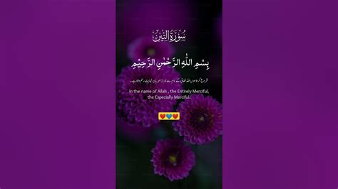 Surah At Tin سورۃ التین Surah Tin With Urdu Translationyoutubeshorts Islamnagar786