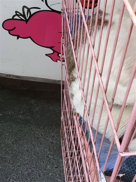 問卦 有一隻豬 Ptt推薦 Gossiping