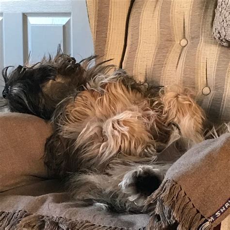 Épinglé Par Lisa Coke Sur Atticus Bear