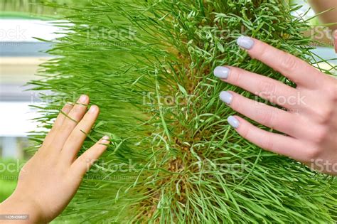 아이의 손과 여자의 손은 밀 풀의 갓 발아 곡물을 부드럽게 만져 2명에 대한 스톡 사진 및 기타 이미지 2명 건강한 생활