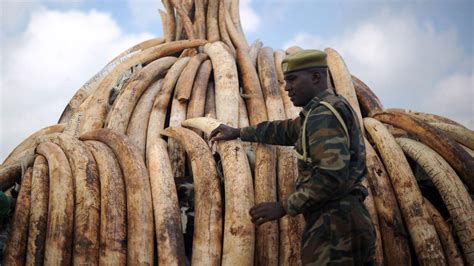 Poacher Arrested With 94 Kilos Of Elephant Tusks Mozambique