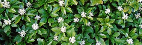 Acorn Farms Genus Nursery Bulk Wholesale Trees Shrubs Perennials