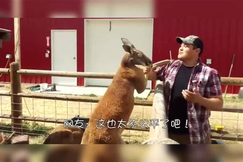 袋鼠非要和男子掰手腕，接下来的举动笑翻众人，网友：不公平！举动袋鼠众人