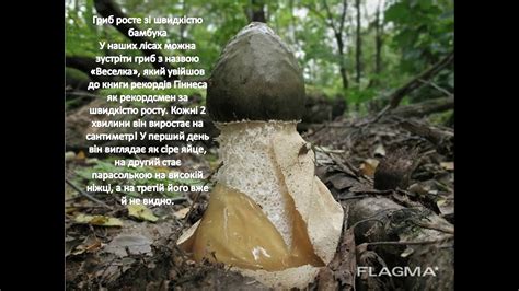 Гриби Будова гриба Правила збирання грибів Цікаві факти про гриби