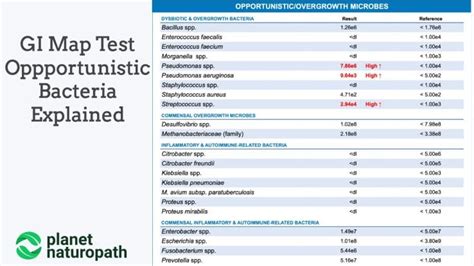 Gi Map Test Opportunistic Bacteria And Dysbiosis