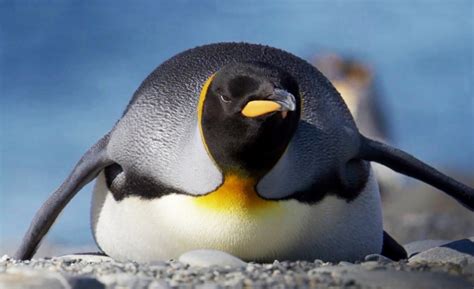 Penguin Pictures