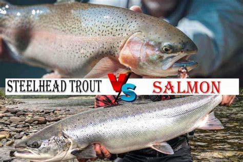 Steelhead Trout Vs Salmon Top Differencesouachitaadventures