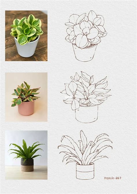画画日常近期植物速写集合