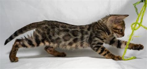 月生まれのベンガル女の子写真更新しました ブログ 関東神奈川県でベンガルなど猫子猫のブリーダーならROCKFIELD