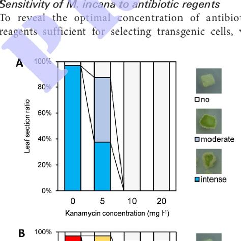 Sensitivity Of Leaf Sections To Antibiotic Reagents Leaf Sections Were