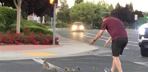 Hombre murió atropellado mientras ayudaba a patos a cruzar autopista