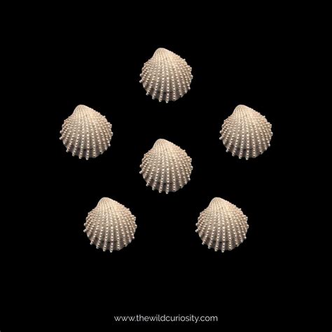 Fossil Shells Venericardia Sp A Grade Fossilised Gastropod