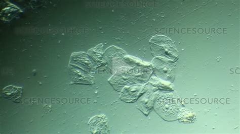 Human Epithelial Cells Stock Video Science Source Images