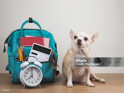 갈색 짧은 머리 치와와 개는 나무 테이블에 앉아 있고 흰색 배경에는 녹색 학교 배낭과 알람 시계가 있습니다 학교 개념으로