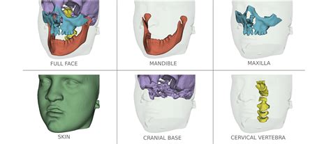 github maxlo24 amasss cbct automatic segmentation of cbct scans with