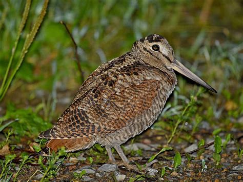 Eurasian Woodcock