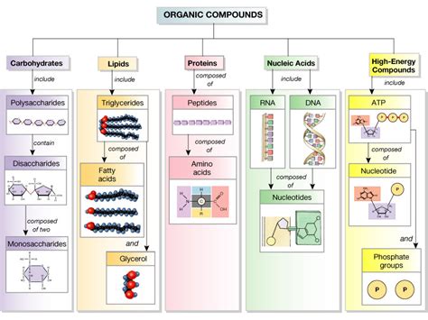 2 1 Molecules Of Life Anatomy And Physiology