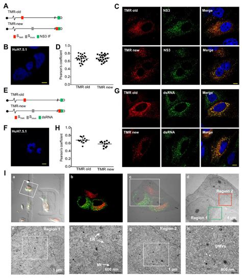 Both Old And New Ns5a Foci Contain Other Components Of The Hcv
