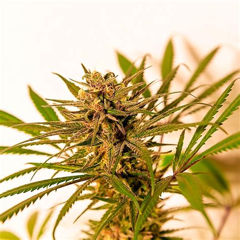 Semillas Feminizadas Ananda001 Anandamida X3 Juanijuana