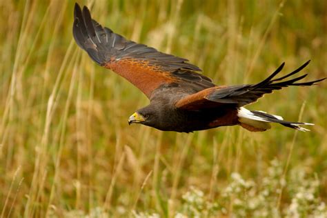 Harris Hawk Flying Copyright © 2009 Jason Idzerda Check O Flickr