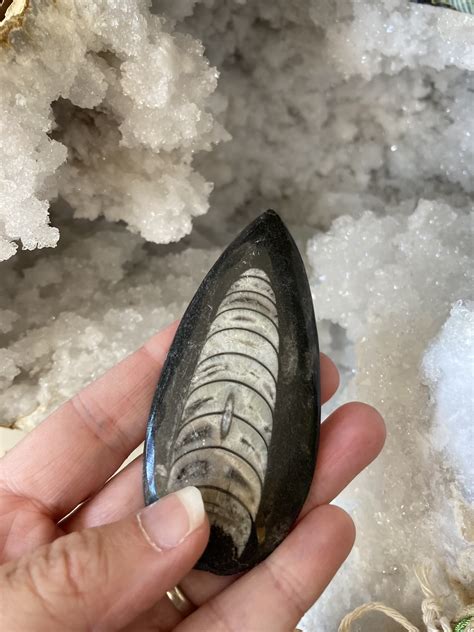 Orthoceras Fossils Fossils And Shells Naturesnooktreasures Crystal And Fossil Store Brighouse