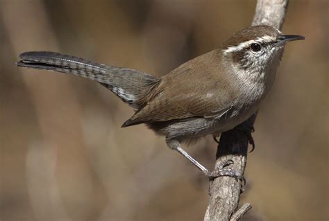 Bewicks Wren San Diego Bird Spot