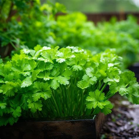 Premium Photo Illustration Of Fresh Green Parsley Growing