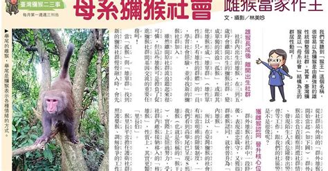 你所不知道的 台灣獼猴世界 【臺灣獼猴二三事 母系社會的臺灣獼猴】