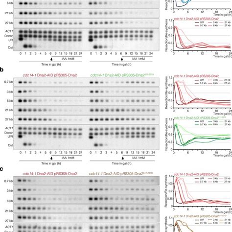 Cdc14 Inhibits Resection By Counteracting Cdk Dependent Phosphorylation Download Scientific