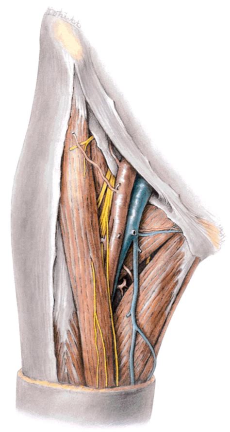 Femoral Triangle Diagram Quizlet