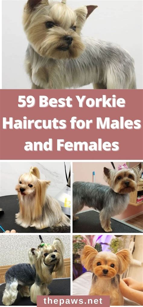 Yorkie Clothes Artofit