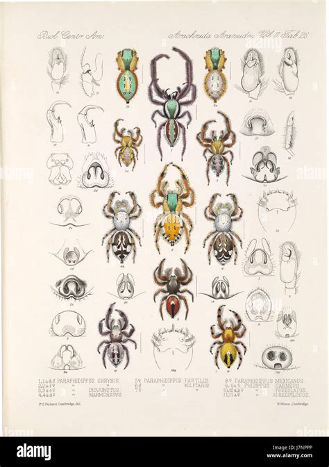 Arachnida Araneidea Vol 2 Table 26 Is Likely An Illustration Or Diagram From A Work Focused On