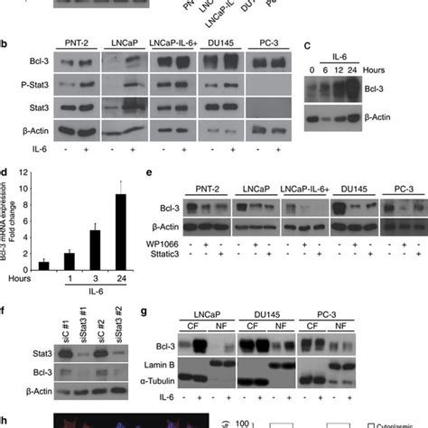 IL 6 Induced Bcl 3 Expression Through A STAT3 Pathway In PCa Cell