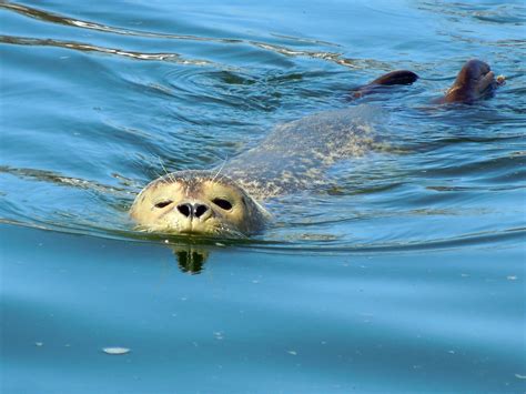 1600x1200 Wallpaper Brown Seal Peakpx