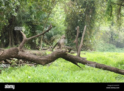 Fallen Tree Trunk On The Ground Stock Photo Alamy