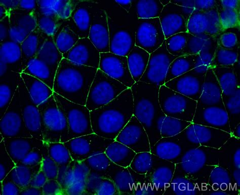 Occludin Antibody Cl488 27260 Proteintech