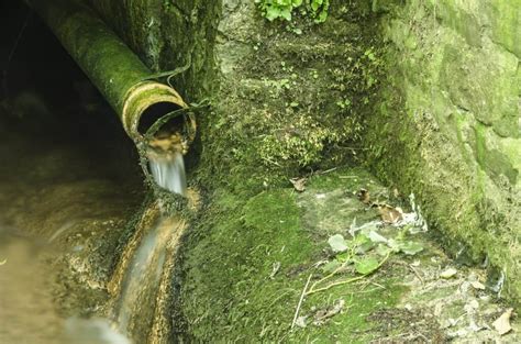 Pipe Moss Vs Algae Effective Solutions For Pipes