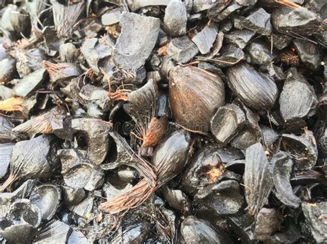 Piles Of Black Palm Kernel Shells Stock Photo Image Of Freshness