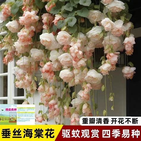 垂丝海棠花种子驱蚊虫重瓣爬藤植物易活四季播种开花庭院室外花籽 Shopee Malaysia