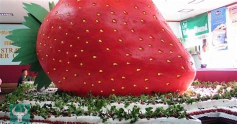 The Worlds Largest Strawberry Shortcake Of La Trinidad Benguet