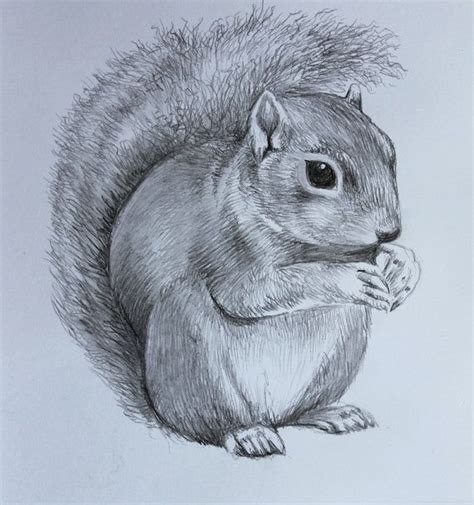 Squirrel Pencil Drawing