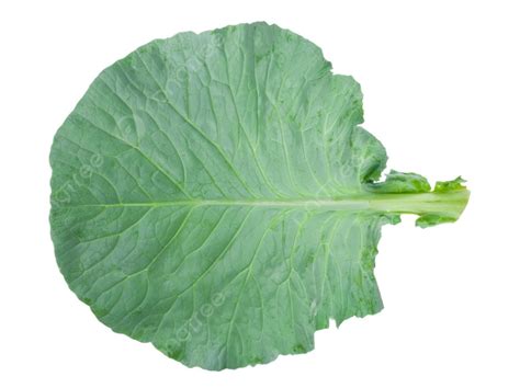 Fresh Green Cabbage Leaf Photo Background And Picture For Free Download