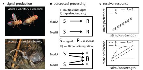 Figure 1 From Toward Testing For Multimodal Perception Of Mating