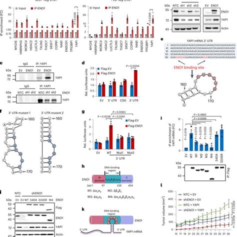 Aspirin Inhibits Eno1 And Yap1 Induced Liver Cancer Progression In